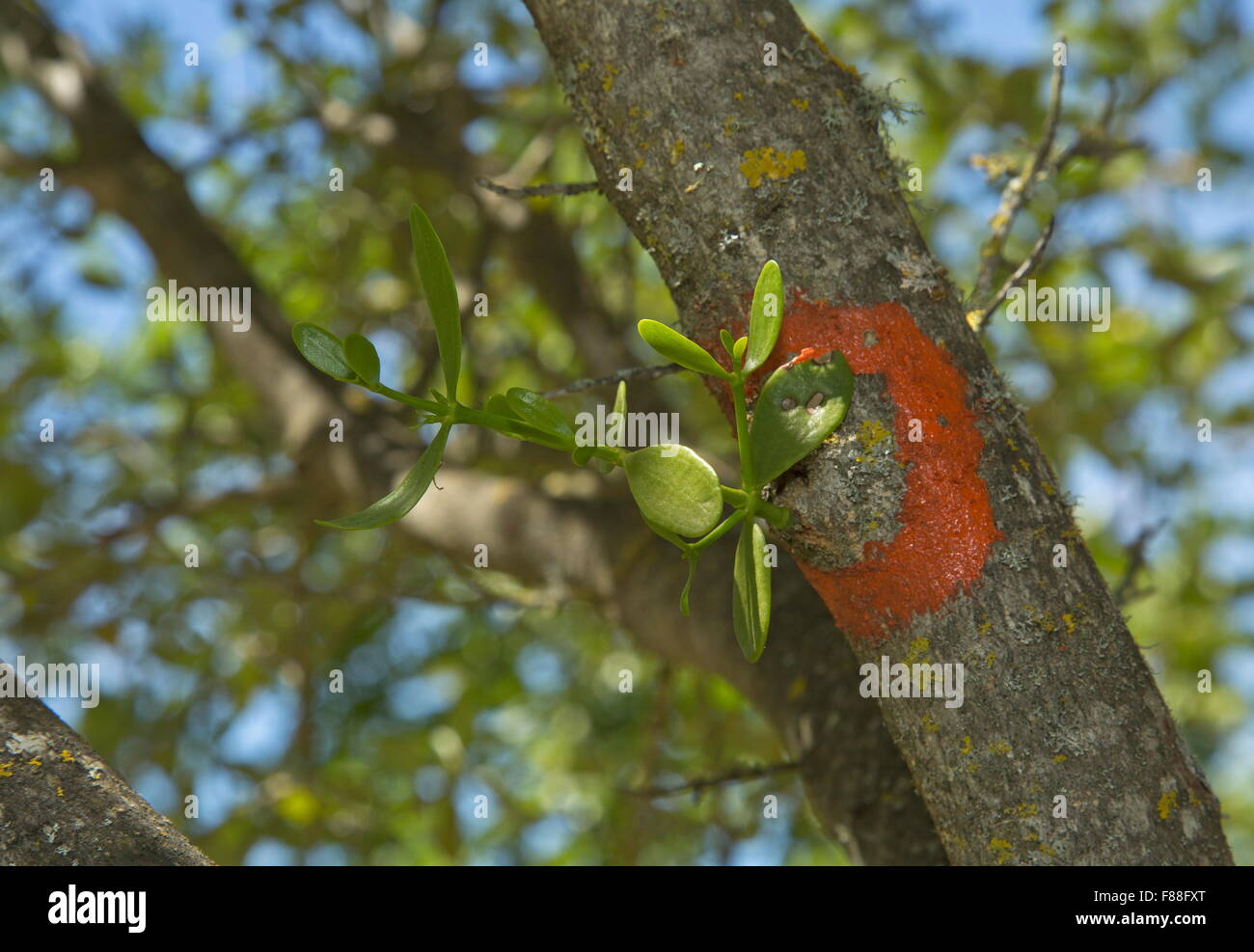Tree south west hi-res stock photography and images - Alamy