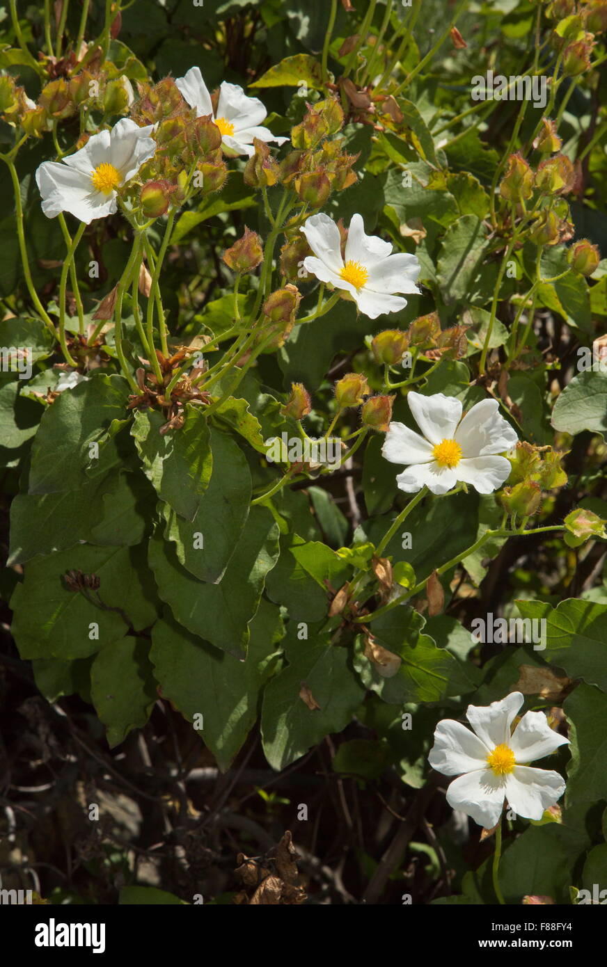 Poplar-leaved cistus, Cistus populifolius, in flower, south-west Spain ...