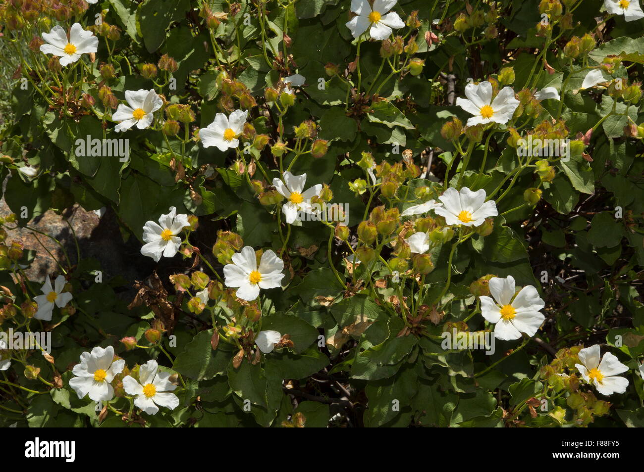 Cistus shrubs in flower hi-res stock photography and images - Alamy