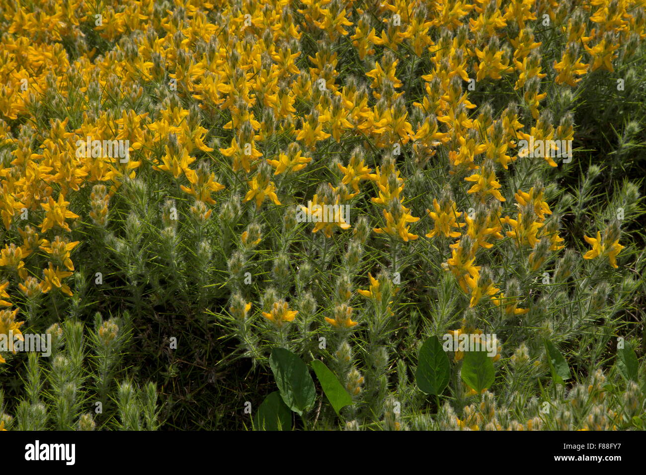An uncommon spiny leguminous shrub, Genista hirsuta ssp lanuginosa ...