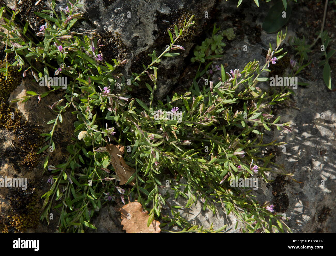 Polygala rupestris flowers hi-res stock photography and images - Alamy