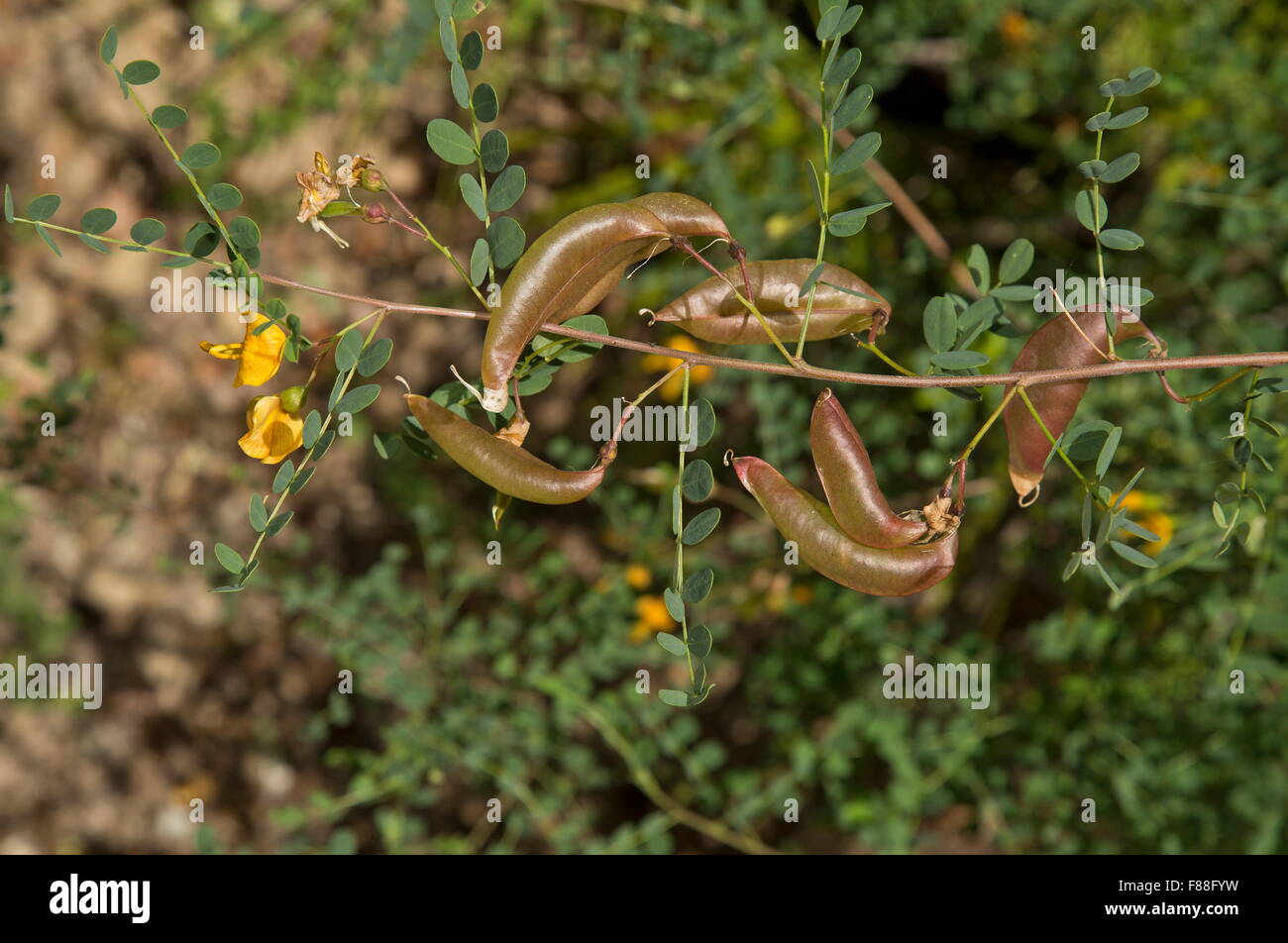 A bladder senna, Colutea hispanica, in flower and fruit Stock Photo - Alamy