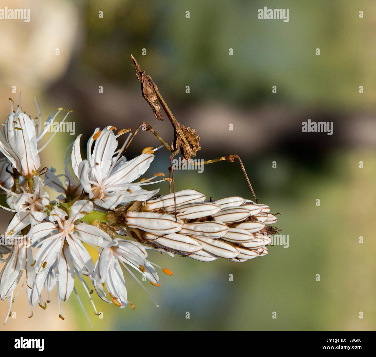 Praying mantis nymph hi-res stock photography and images - Alamy