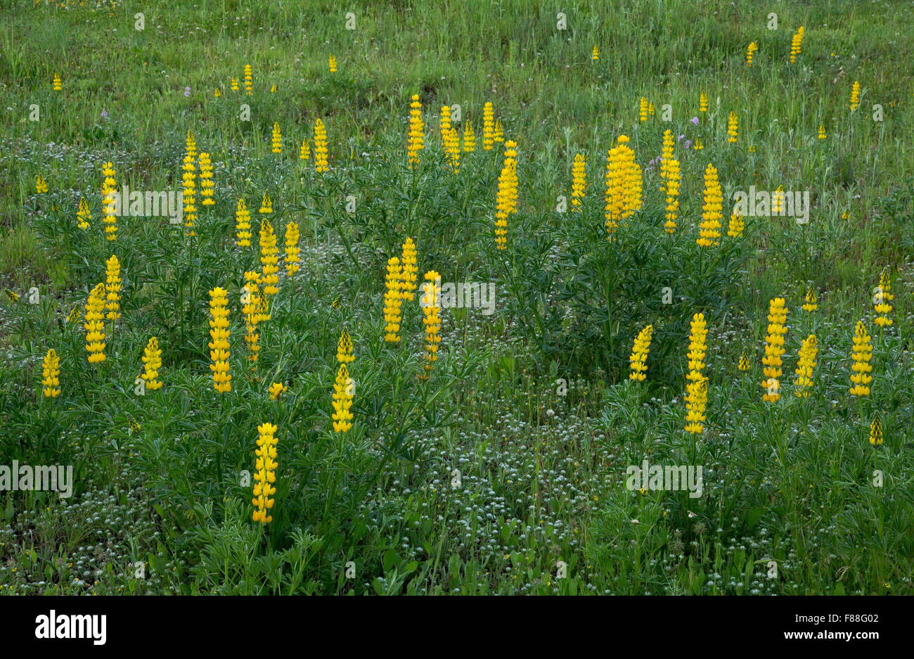annual yellow-lupin, or European yellow lupin, Lupinus luteus, in small ...