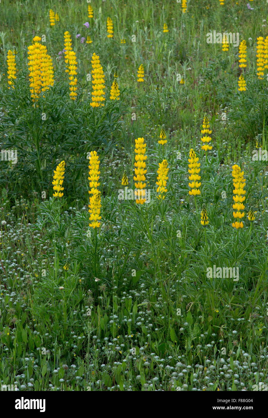 annual yellow-lupin, or European yellow lupin, Lupinus luteus, in small ...