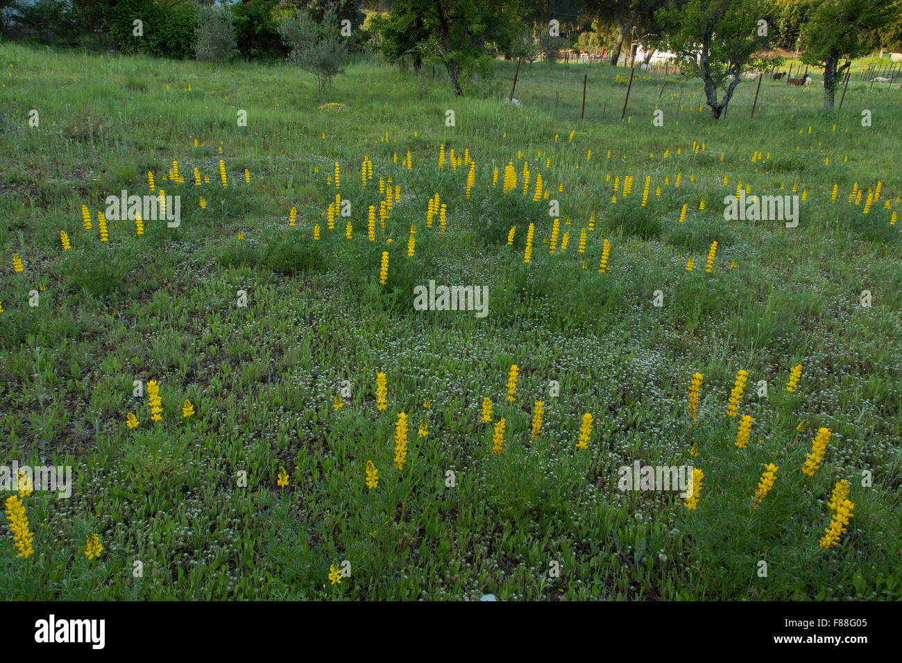annual yellow-lupin, or European yellow lupin, Lupinus luteus, in small ...