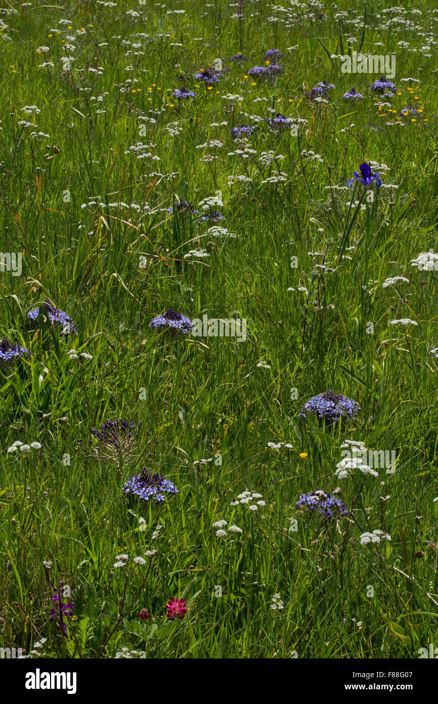 Damp pasture with Iris xiphium, Peruvian Squill, orchids et, near ...