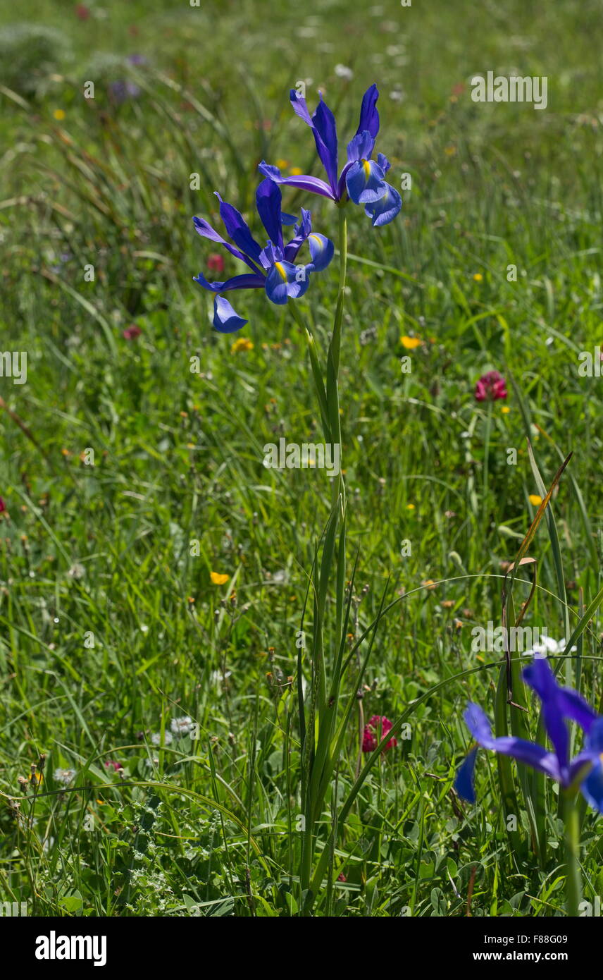 Spanish Iris, Small Bulbous-rooted Iris, Iris xiphium in flower, south ...