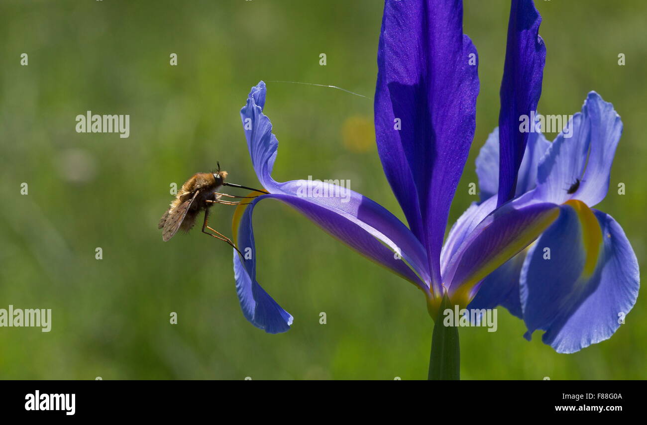 Dotted bee-fly, Bombylius discolor on Spanish Iris, Iris xiphium Stock ...