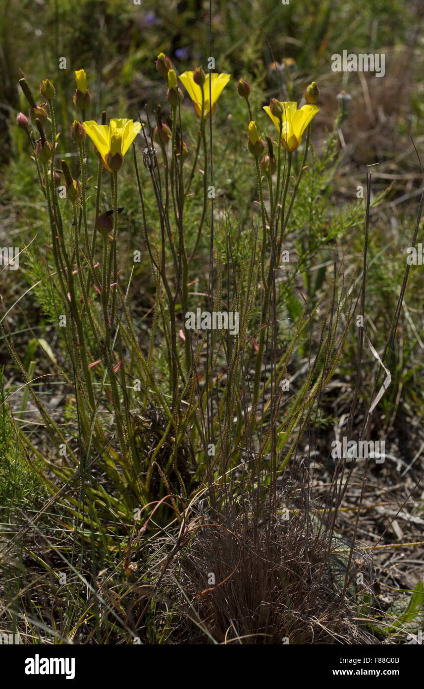 Portuguese Sundew or Dewy Pine, Drosophyllum lusitanicum - uncommon ...