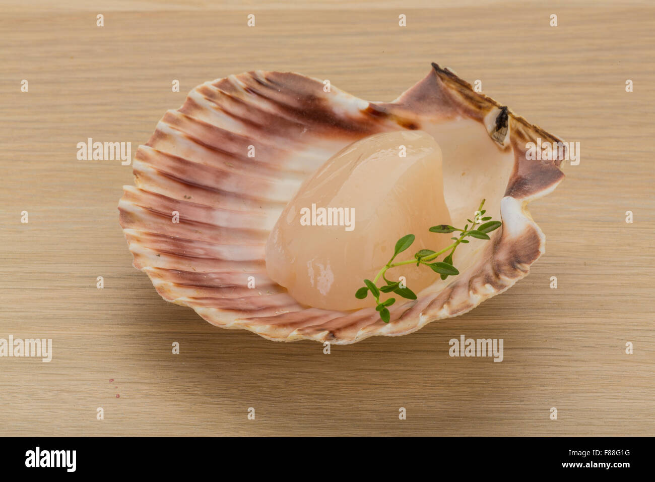 Raw scallops in the shell Stock Photo - Alamy