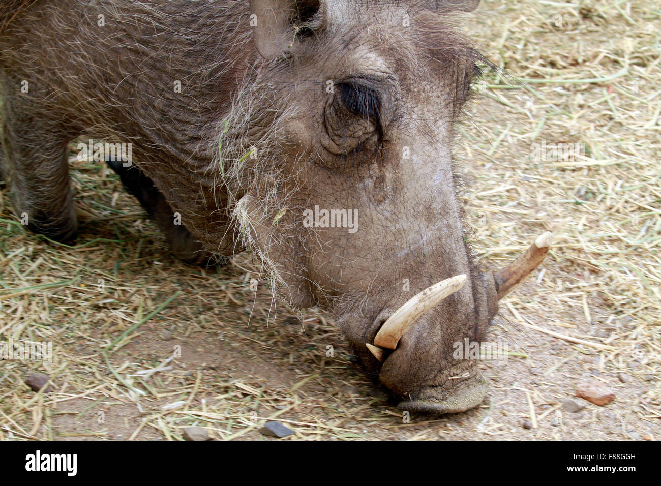 A common warthog (Phacochoerus africanus) at The Giraffe House Wildlife ...