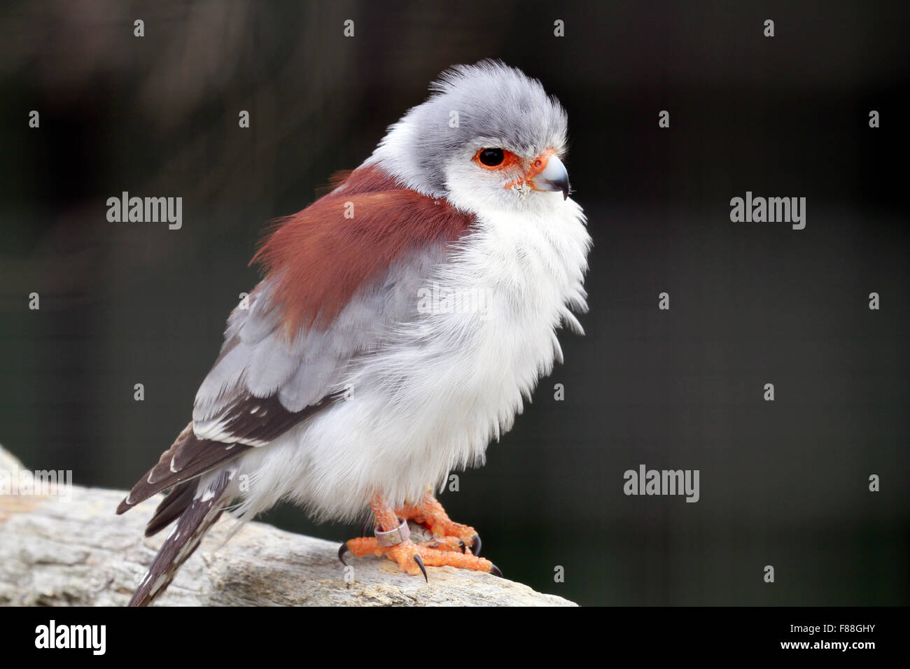 African Pygmy Falcon