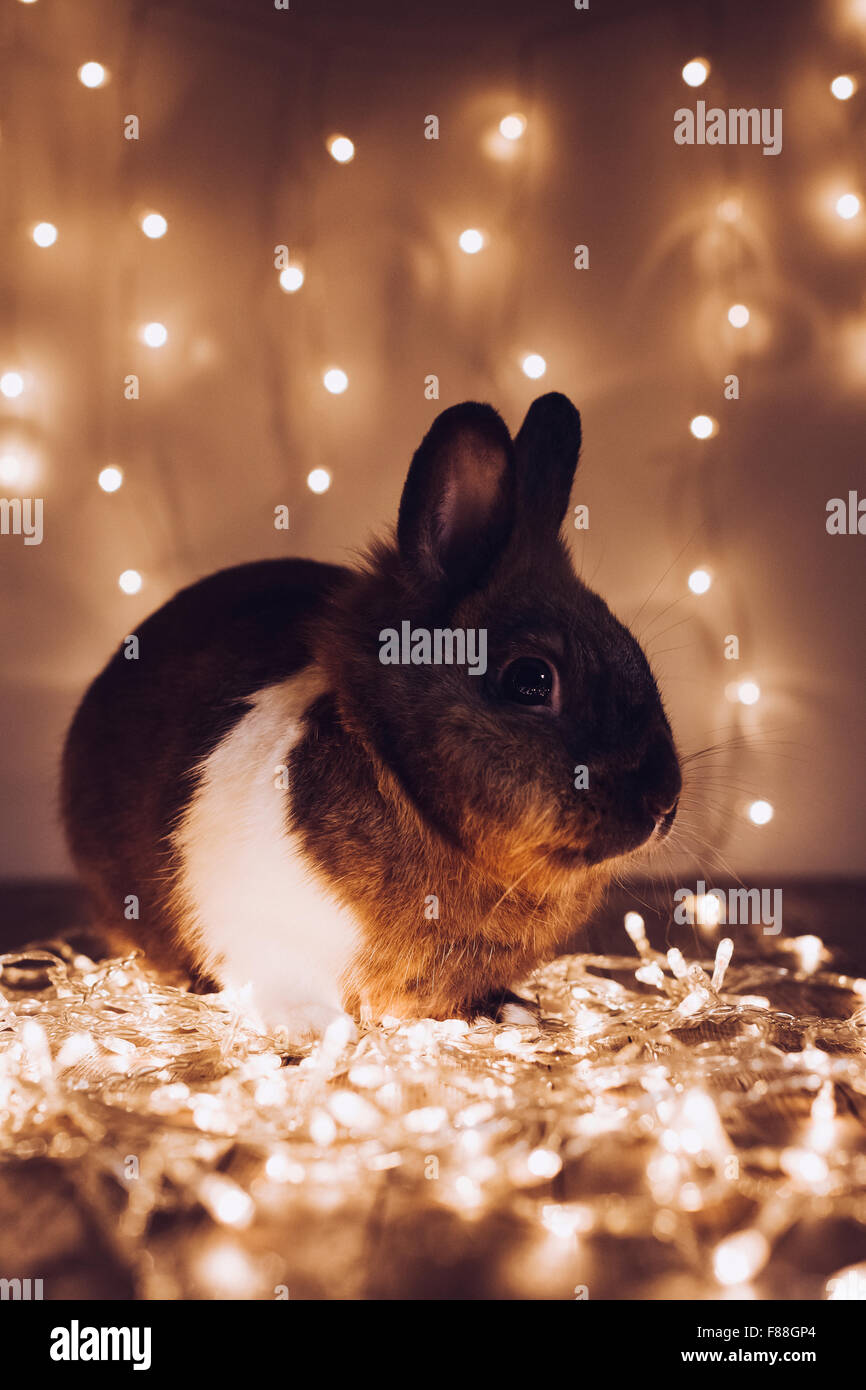 Rabbit christmas hi-res stock photography and images - Alamy