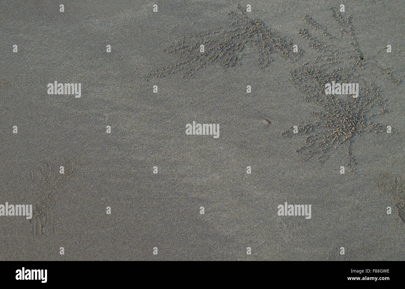 the texture and background sea sand with drawing Stock Photo - Alamy