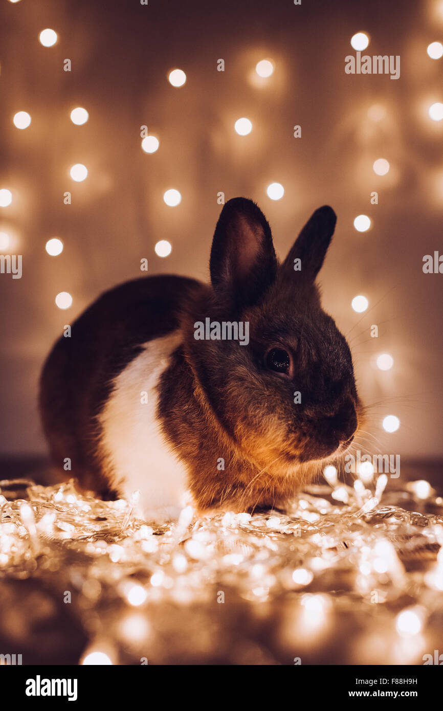 Christmas holidays hi-res stock photography and images - Alamy