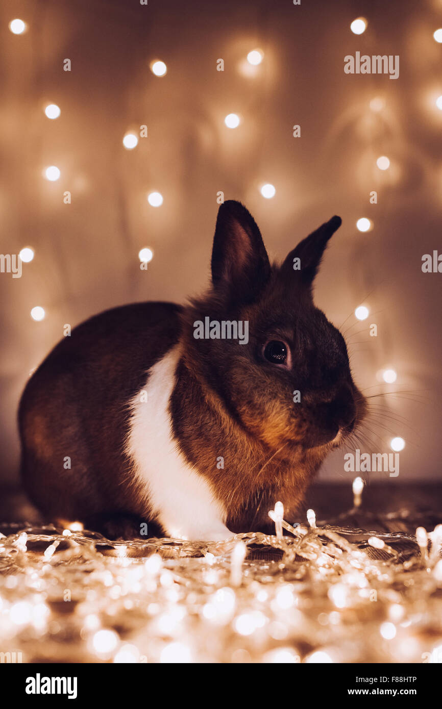 Rabbit christmas hi-res stock photography and images - Alamy