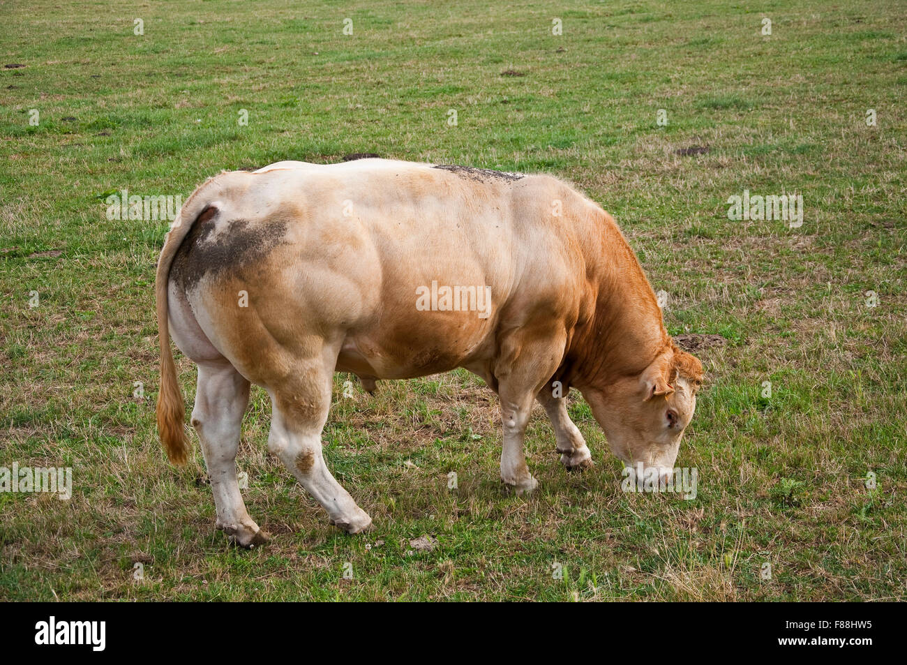 Bull in field in basaburua hi-res stock photography and images - Alamy