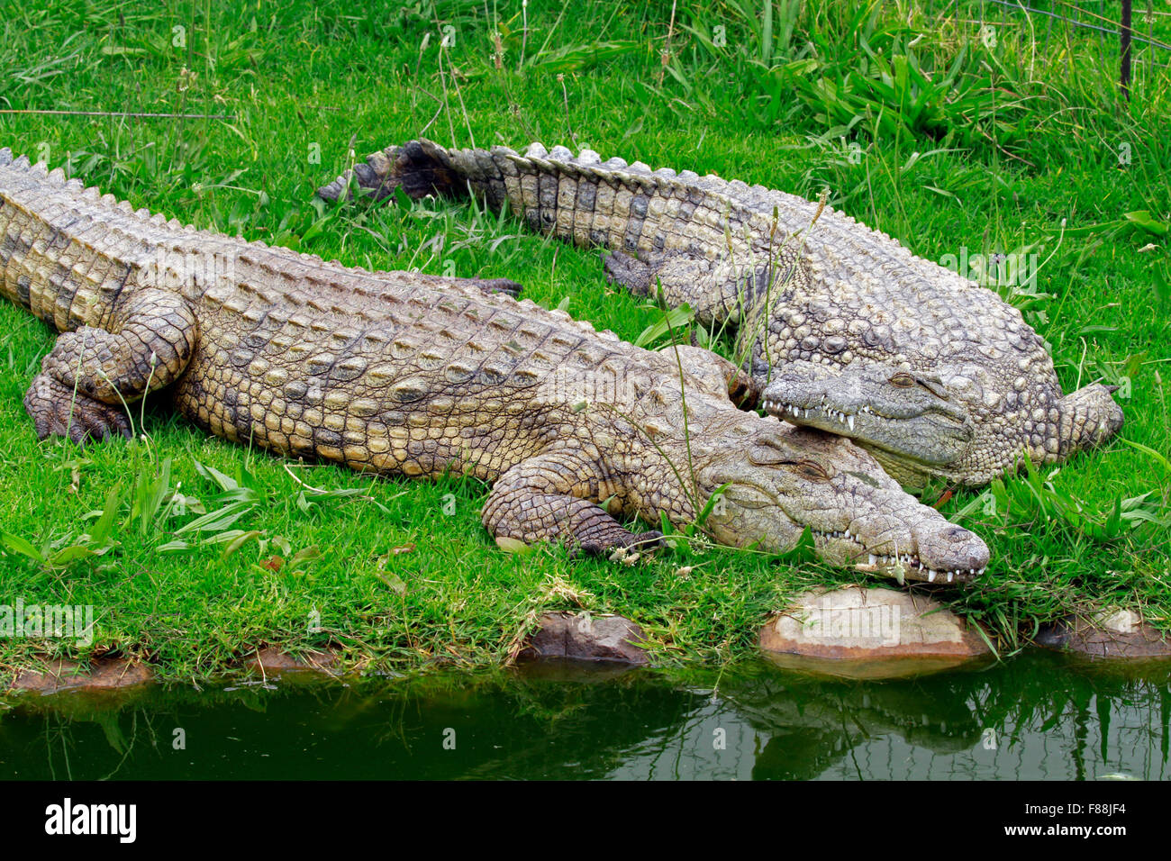 Nile crocodiles (Crocodylus niloticus) at The Giraffe House Wildlife ...