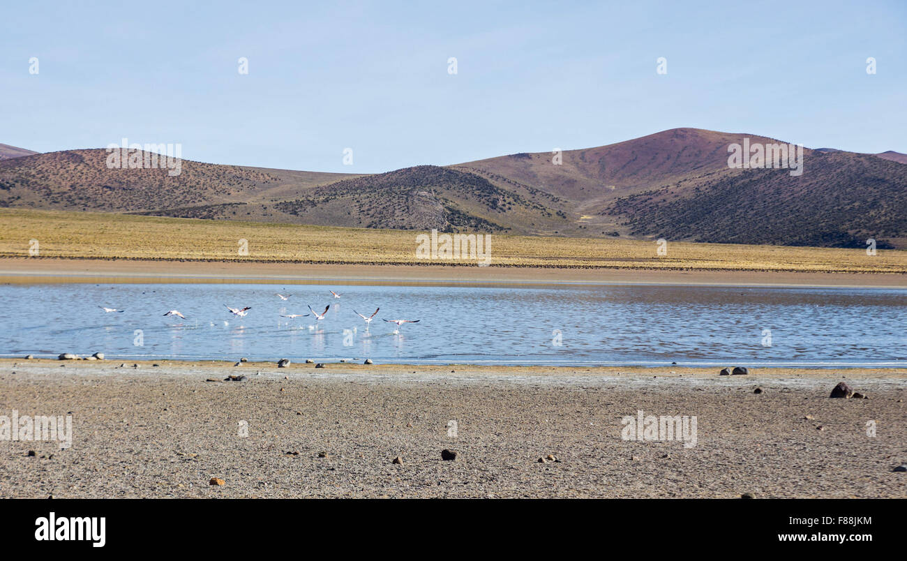 A group of Flamingos in the lagoon Huayñacota in the Natural Park of ...
