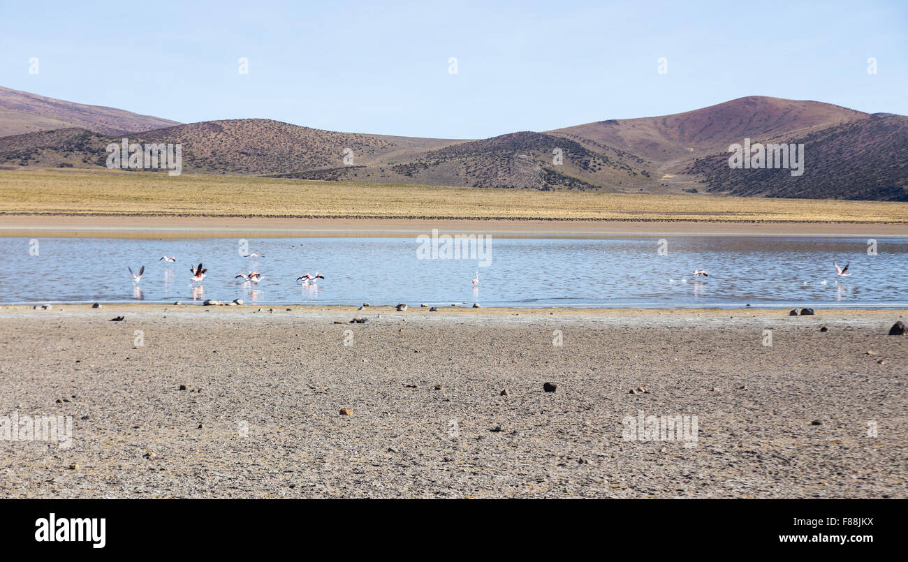 A group of Flamingos in the lagoon Huayñacota in the Natural Park of ...