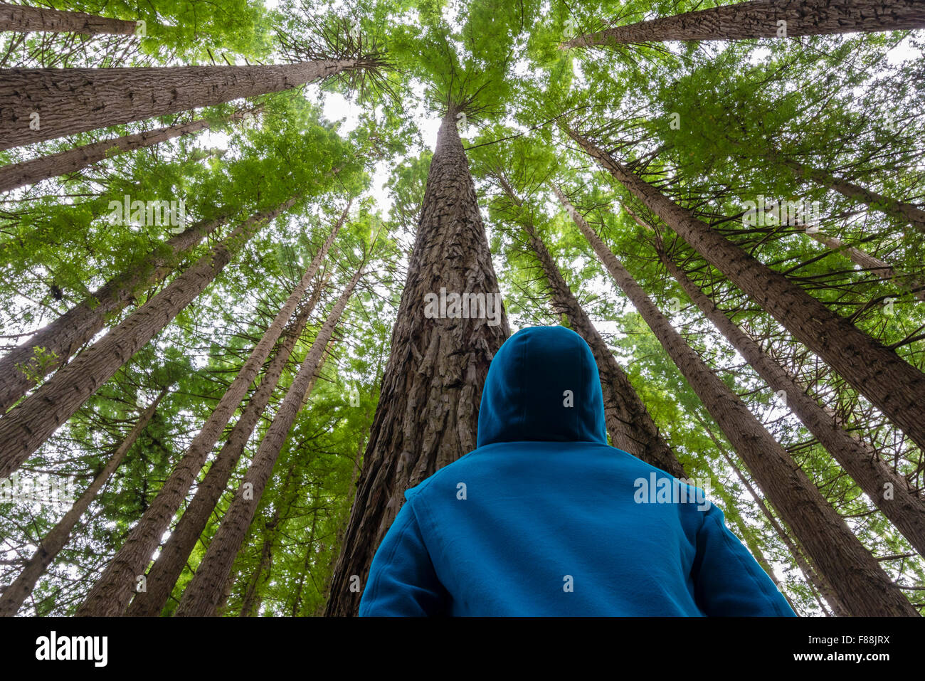 Man looking up in a forest Stock Photo - Alamy