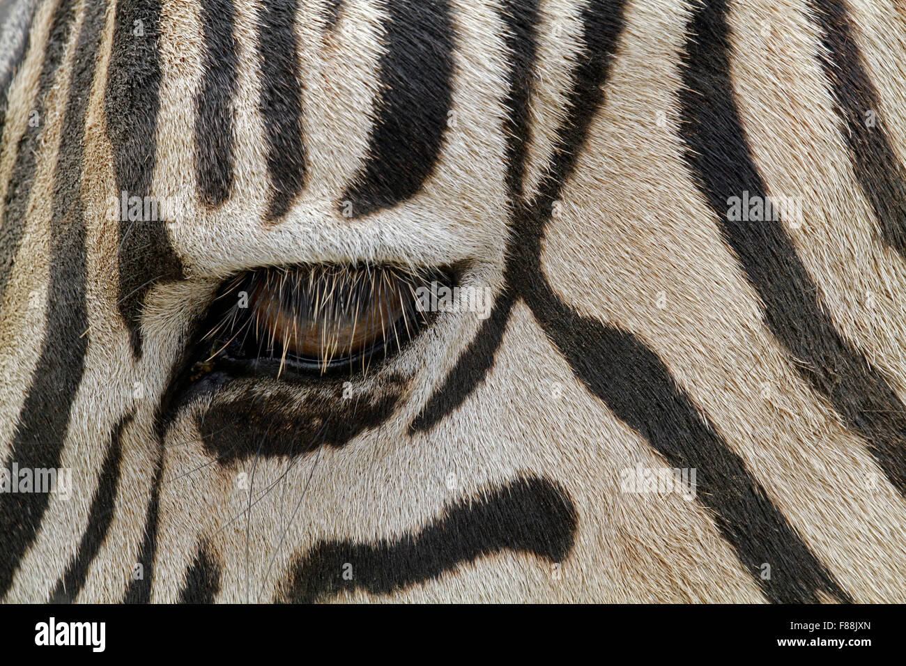 Zebra eye close up hi-res stock photography and images - Alamy