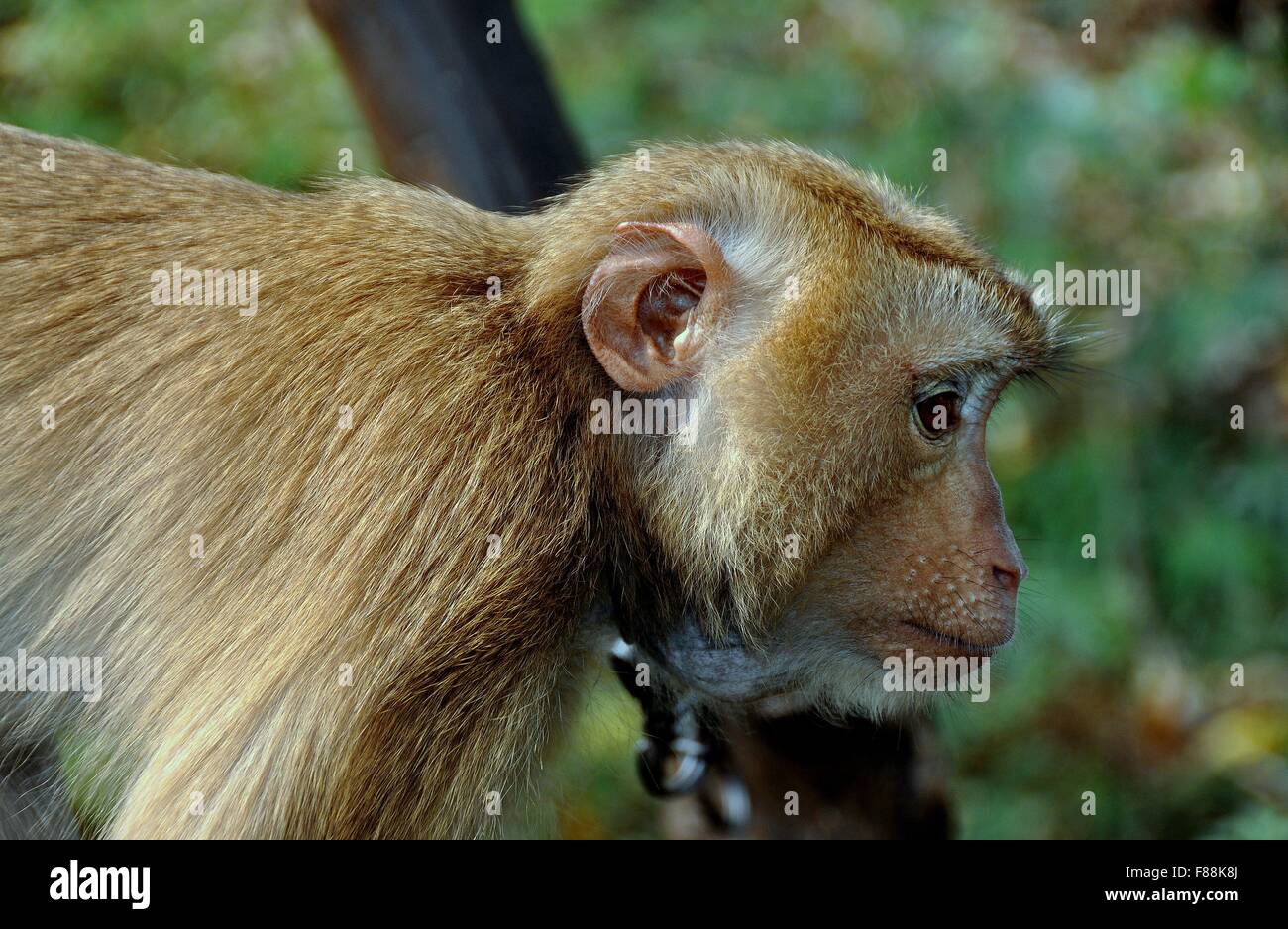 Monkey face hi-res stock photography and images - Alamy