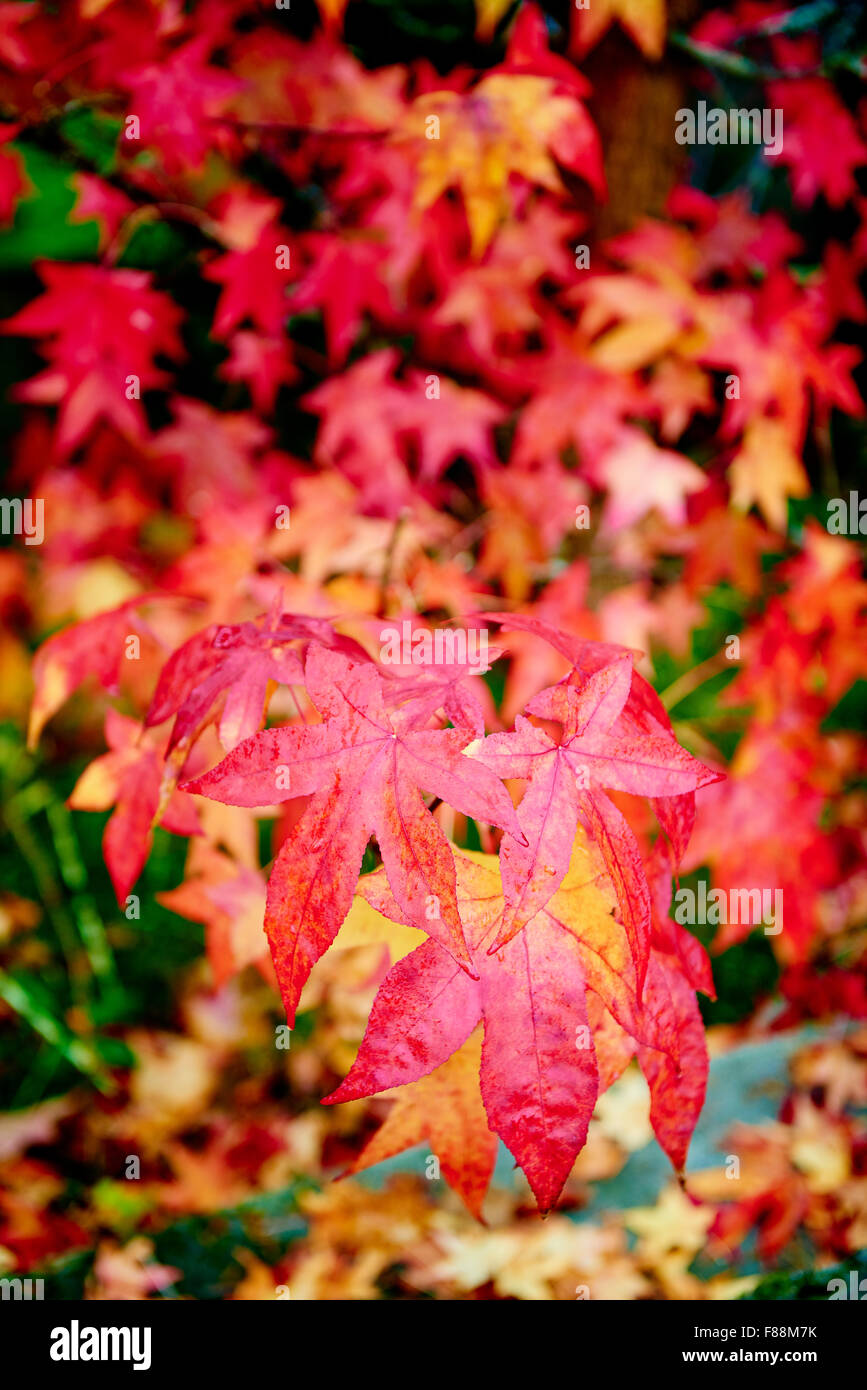 Beautiful maple leaves turning colour in Autumn Stock Photo - Alamy