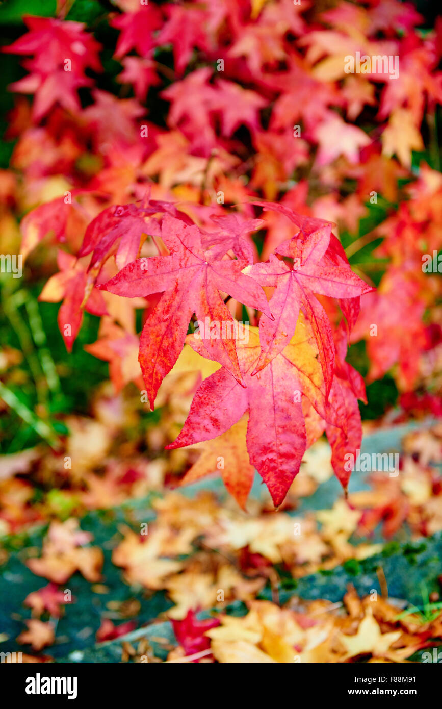 Beautiful maple leaves turning colour in Autumn Stock Photo - Alamy
