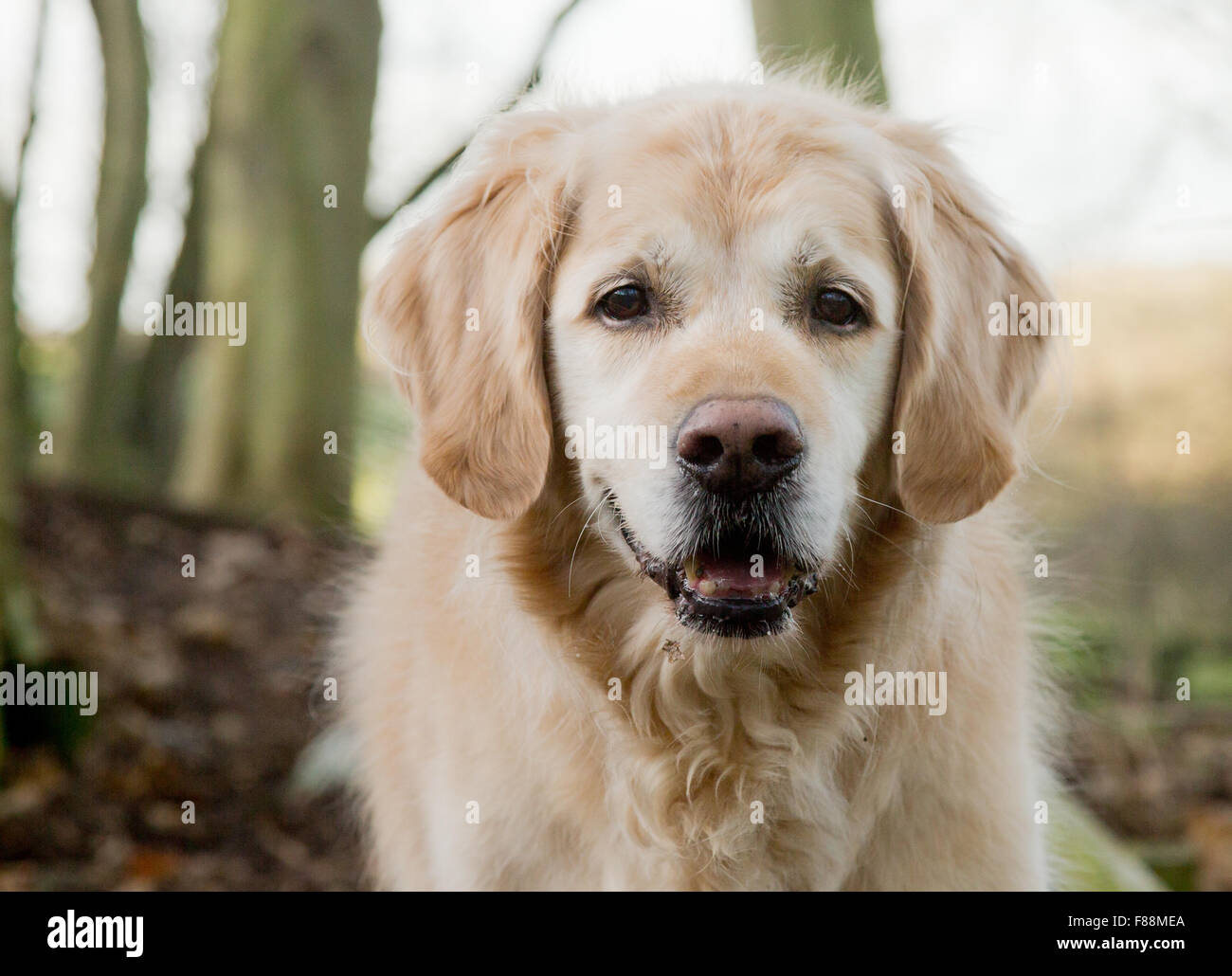 Golden Labrador running through woods jumping over trees flushing ...