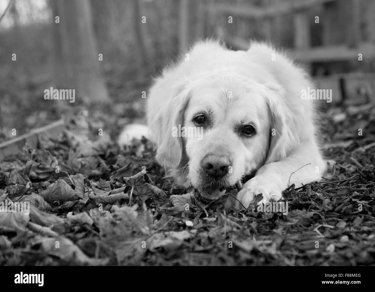 Golden Labrador running through woods jumping over trees flushing ...
