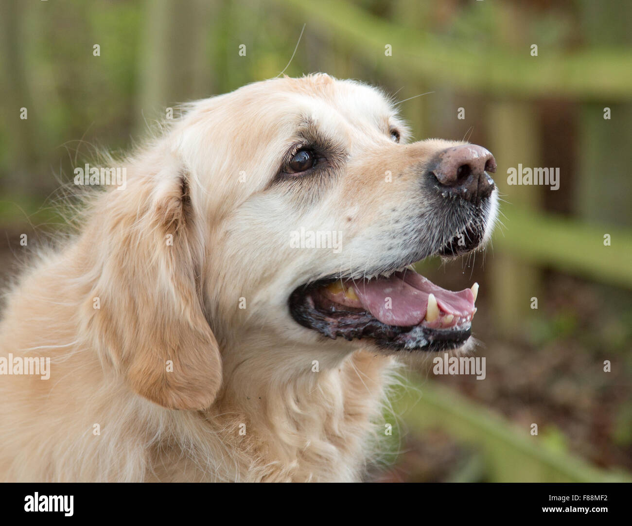 Golden Labrador running through woods jumping over trees flushing ...