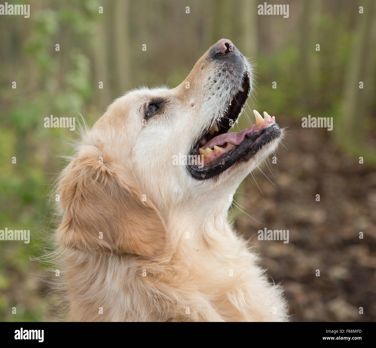 Golden Labrador running through woods jumping over trees flushing ...