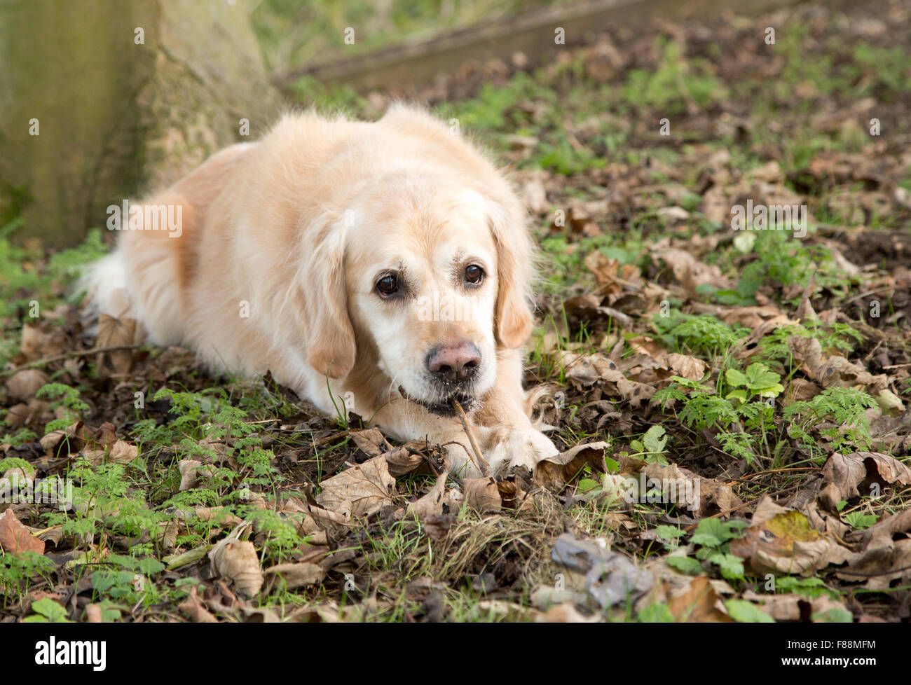 Golden Labrador running through woods jumping over trees flushing ...