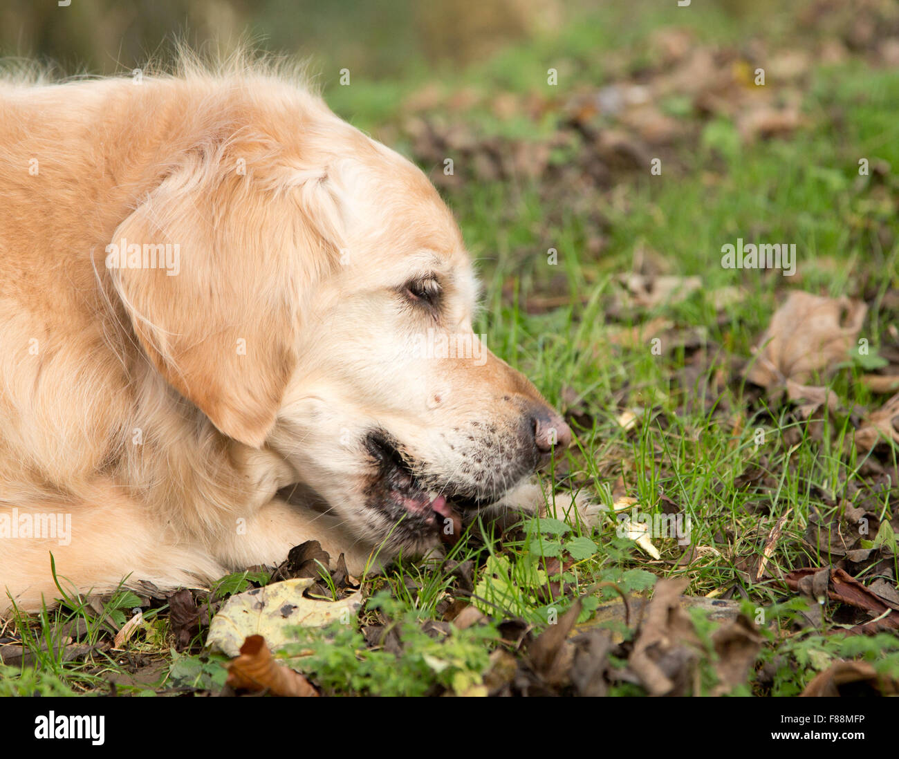 Golden Labrador running through woods jumping over trees flushing ...