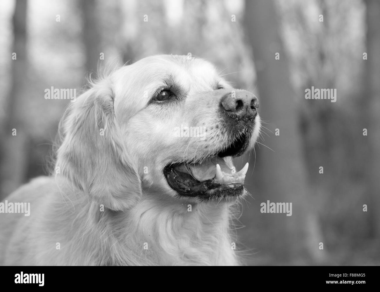Golden labrador Black and White Stock Photos & Images - Alamy