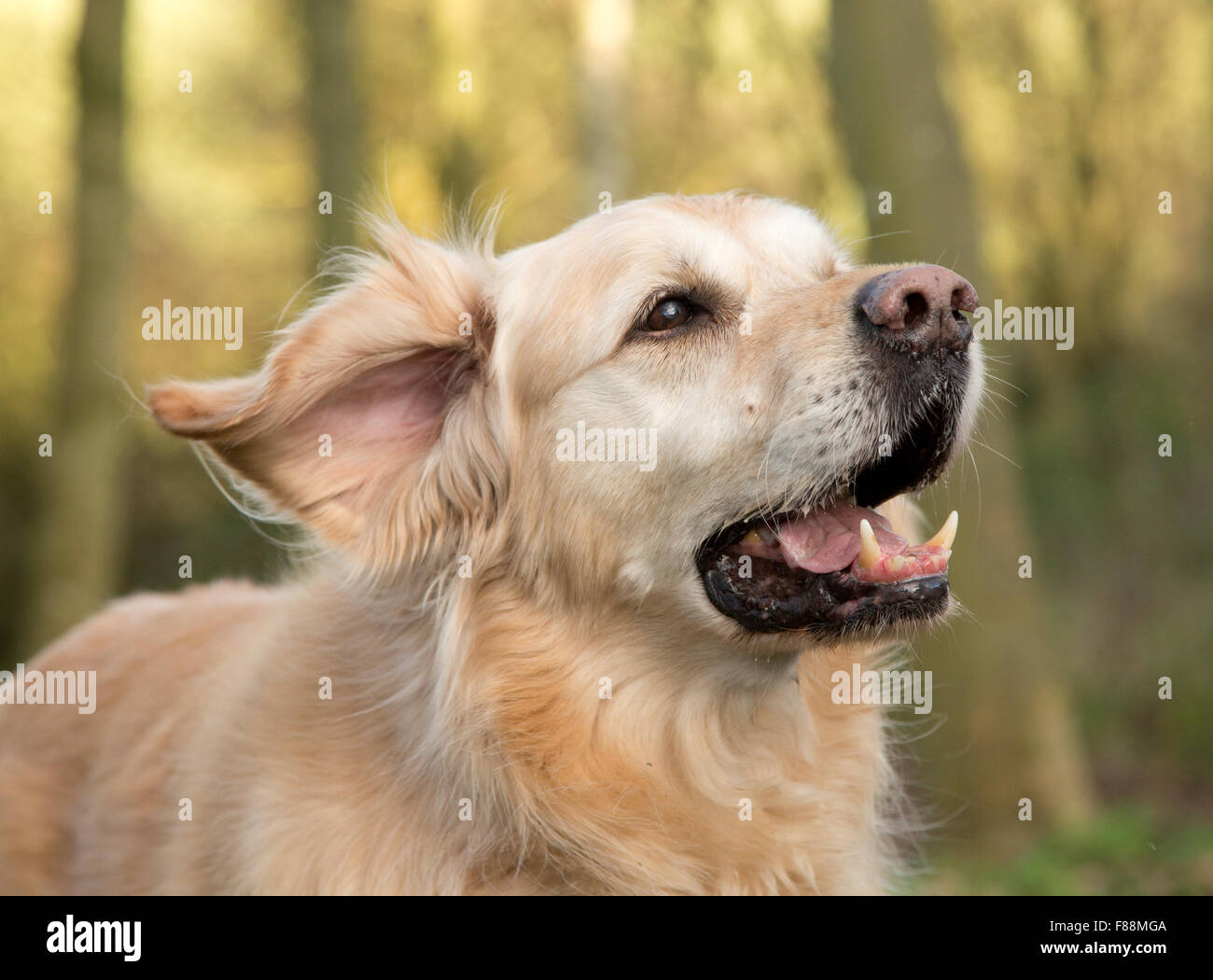 Golden Labrador running through woods jumping over trees flushing ...