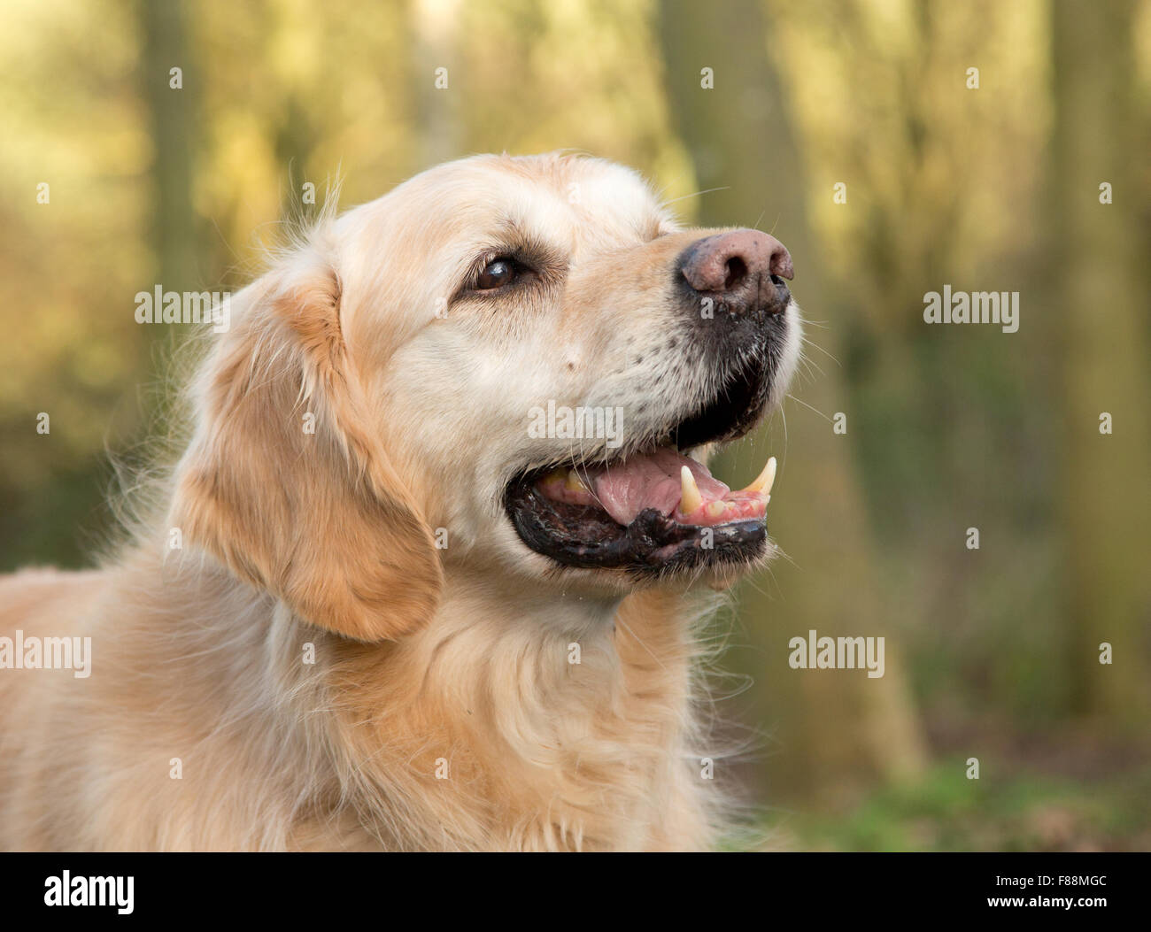 Golden Labrador running through woods jumping over trees flushing ...
