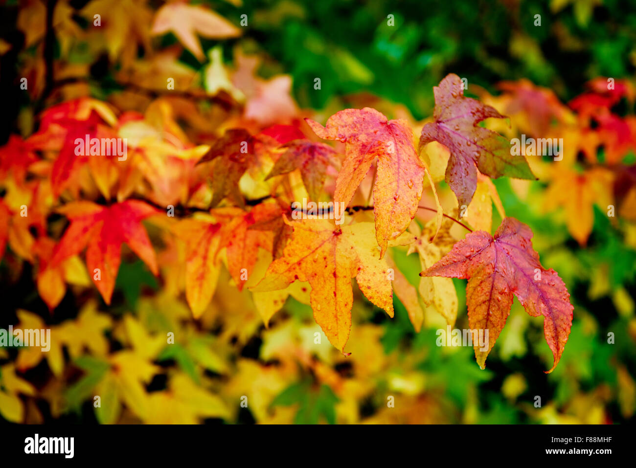 Beautiful maple leaves turning colour in Autumn Stock Photo - Alamy