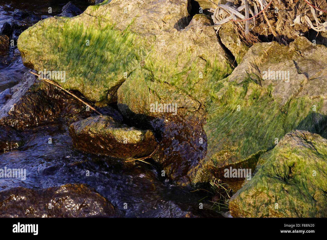 Moss on rock, Moss, Rock, Mossy Rocks Stock Photo - Alamy