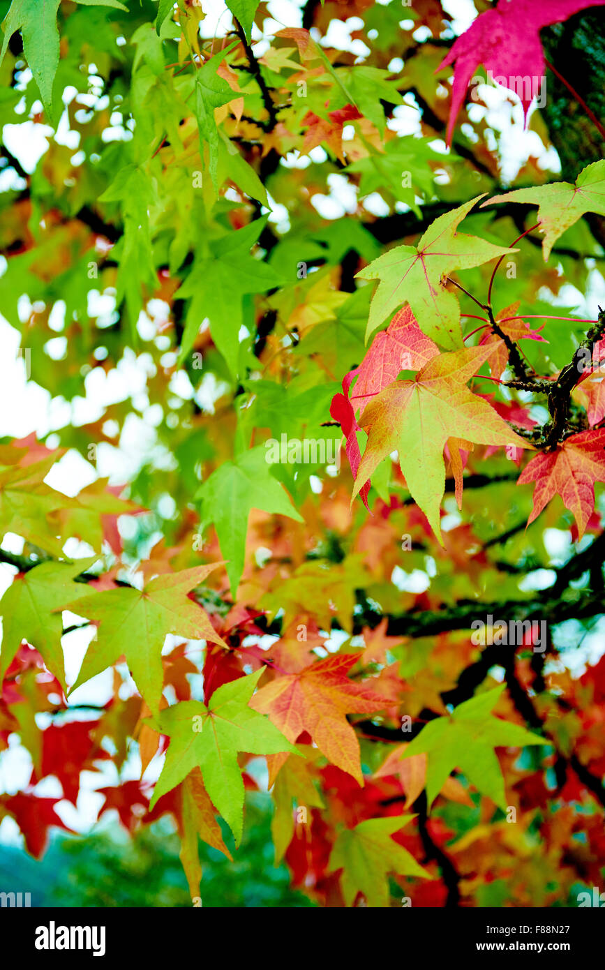 Beautiful maple leaves turning colour in Autumn Stock Photo - Alamy