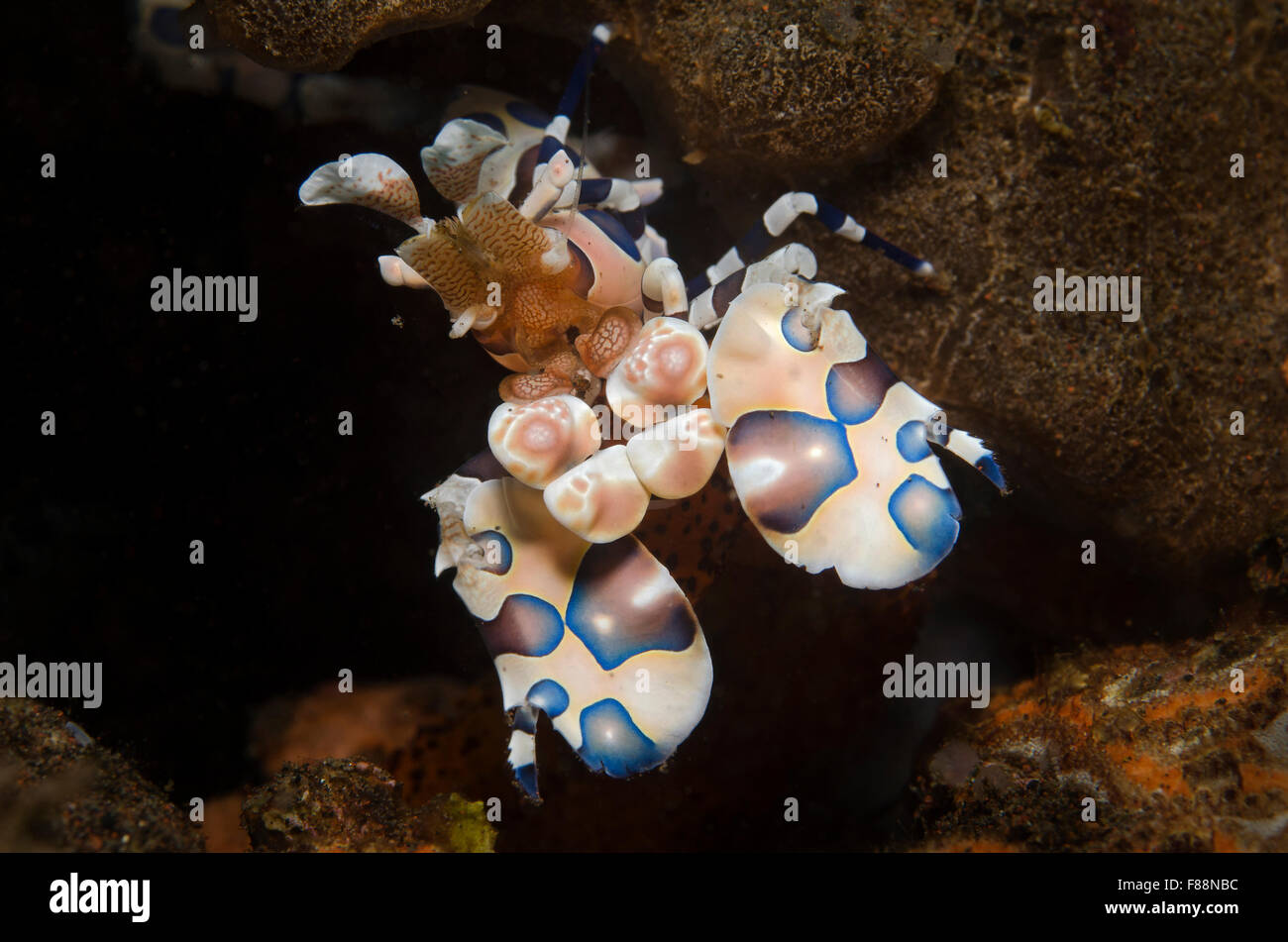 Harlequin Shrimp, Hymenocera picta, with starfish leg, Tulamben, Bali ...