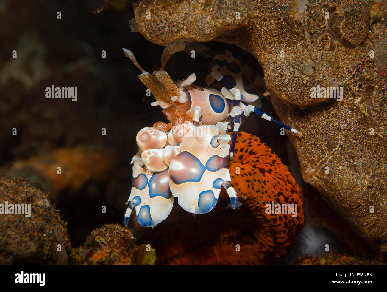 Harlequin Shrimp, Hymenocera picta, with starfish leg, Tulamben, Bali ...