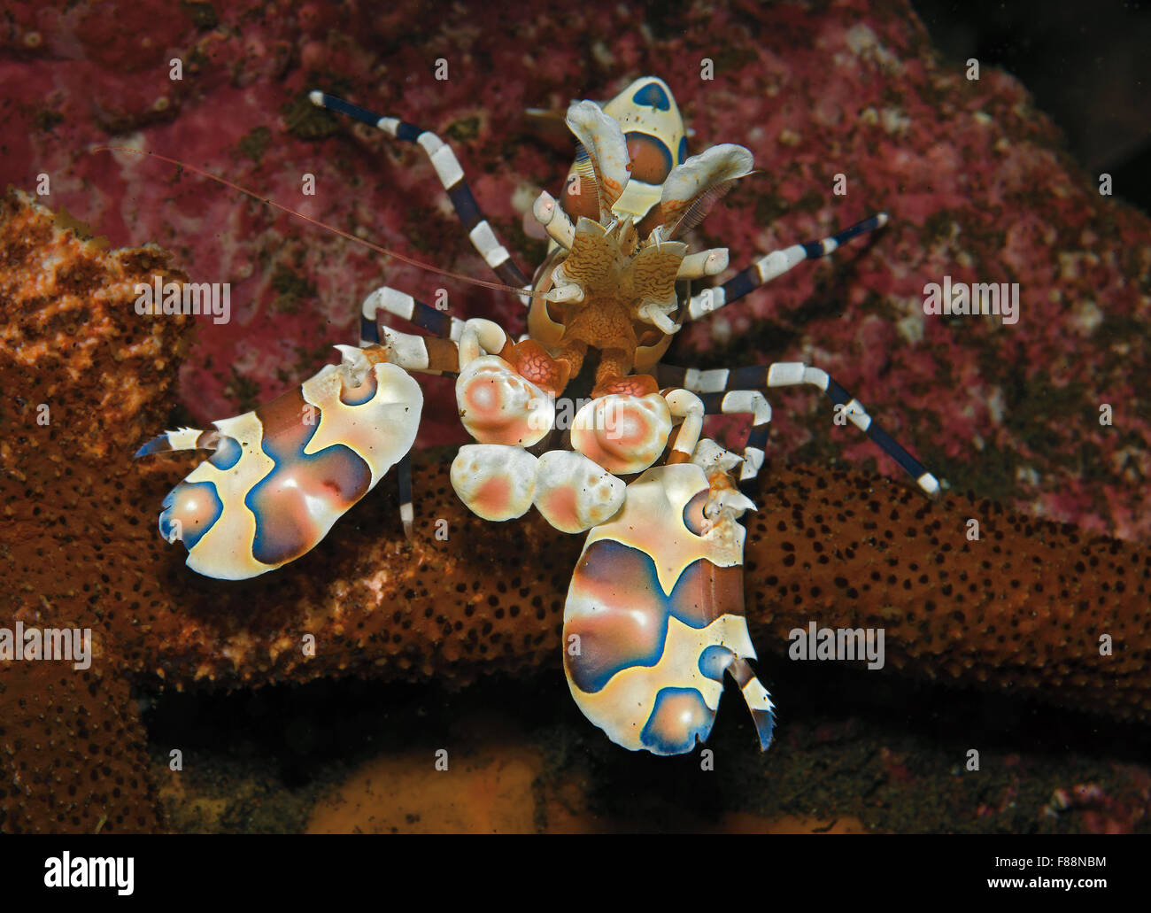 Harlequin shrimp hymenocera picta starfish leg hi-res stock photography ...