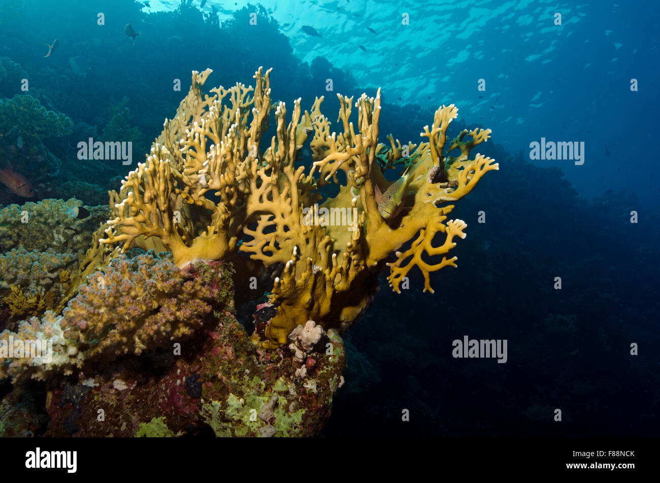 freckled hawkfish, Paracirrhites forsteri, hiding in Net Fire Coral ...