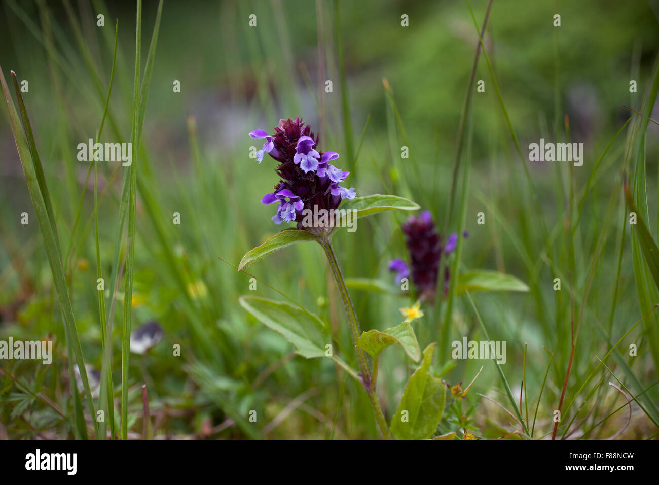Self heal leaf hi-res stock photography and images - Alamy