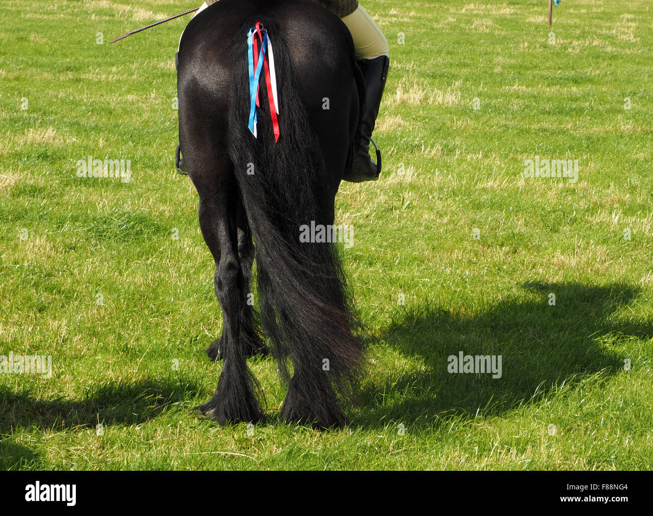 rear view of black pony with red white and blue ribbons in long flowing ...