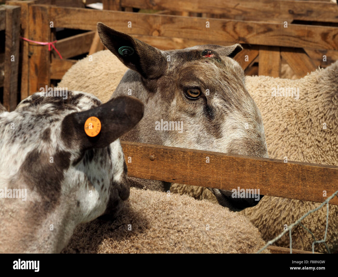 Ear tagged sheep hi-res stock photography and images - Alamy