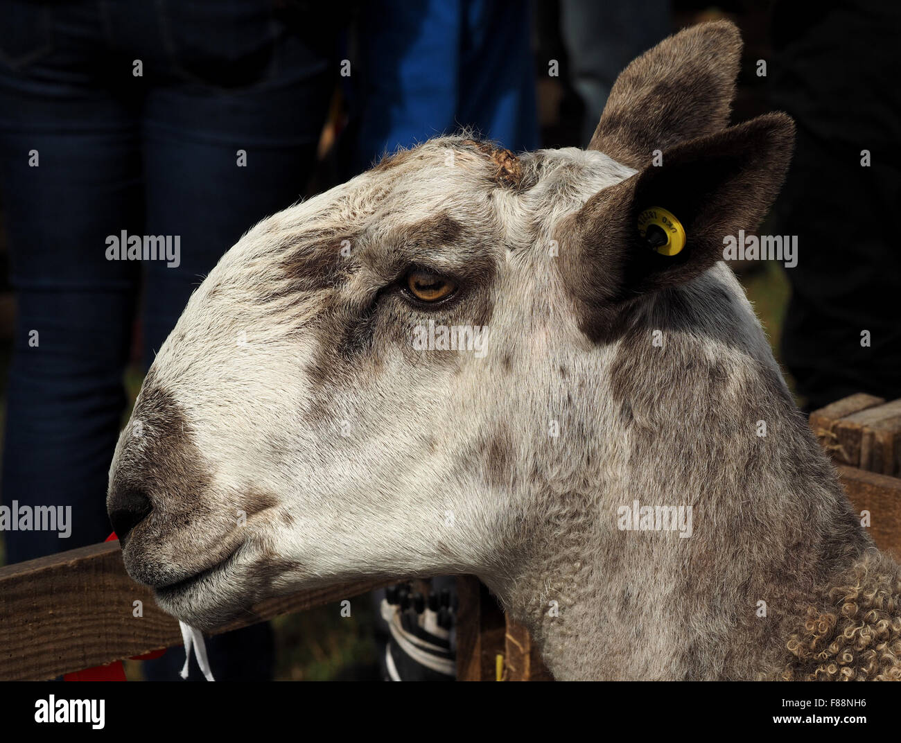 head of large sheep in profile at agricultural show Stock Photo - Alamy